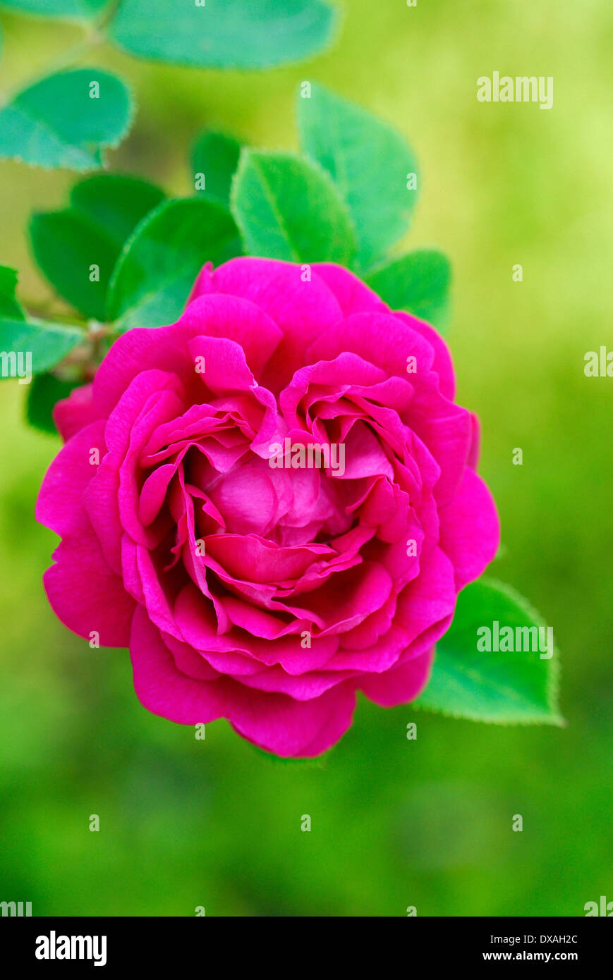 Pink bourbon rose hi-res stock photography and images - Alamy