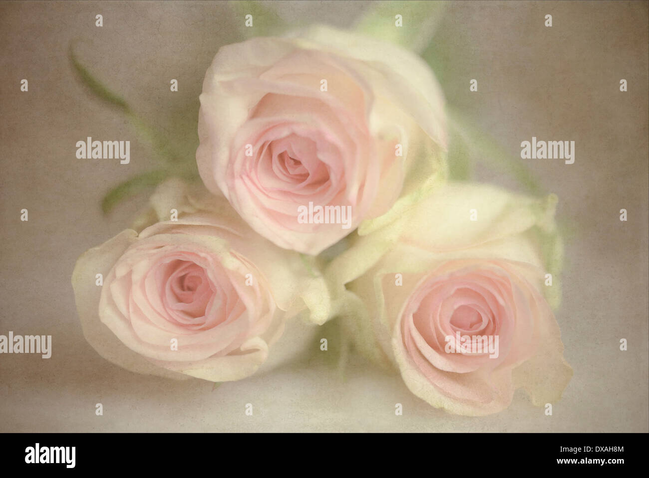 Rosa cottage rose shrub rose hi-res stock photography and images - Alamy