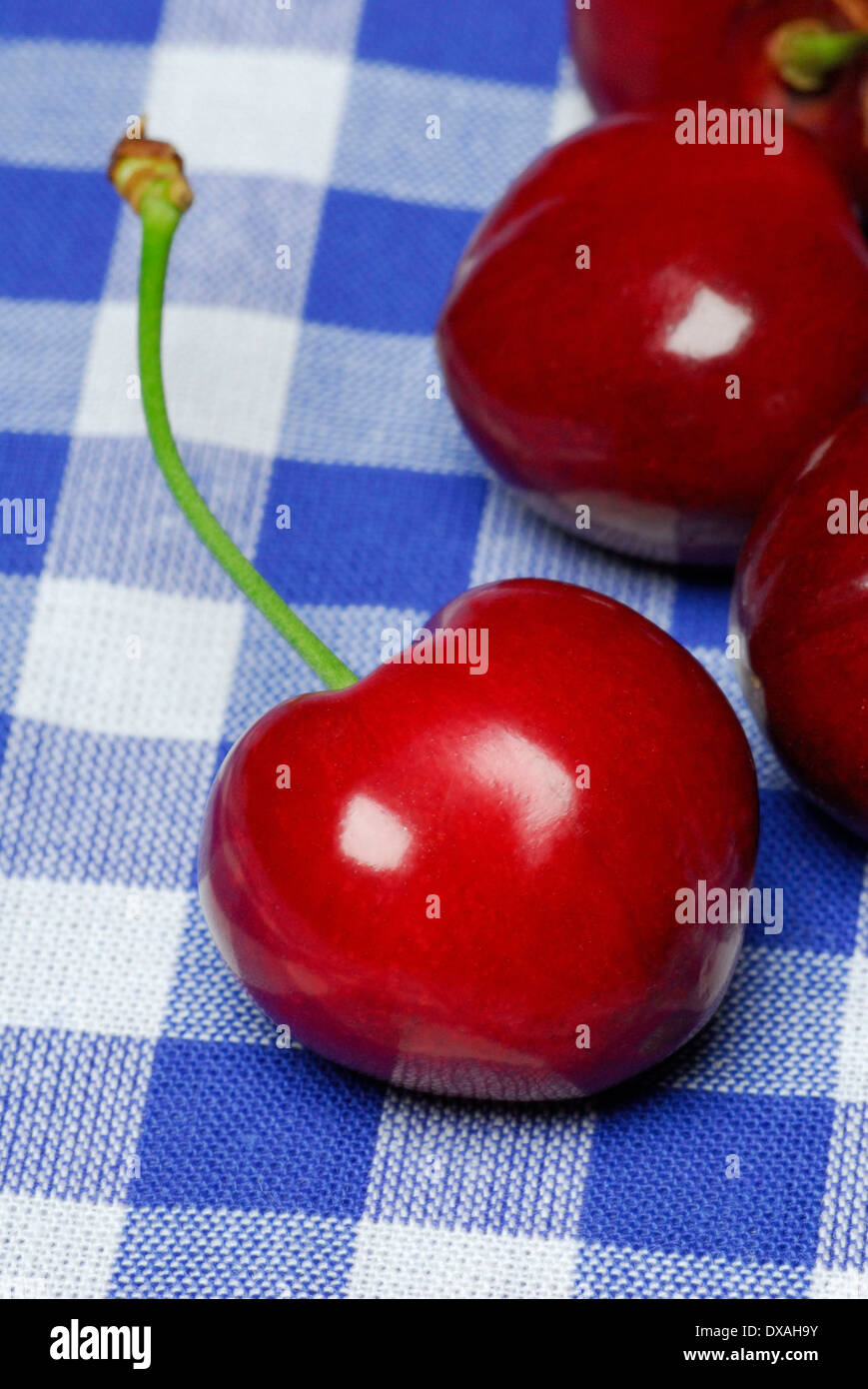 Cherry prunus spec hi-res stock photography and images - Alamy