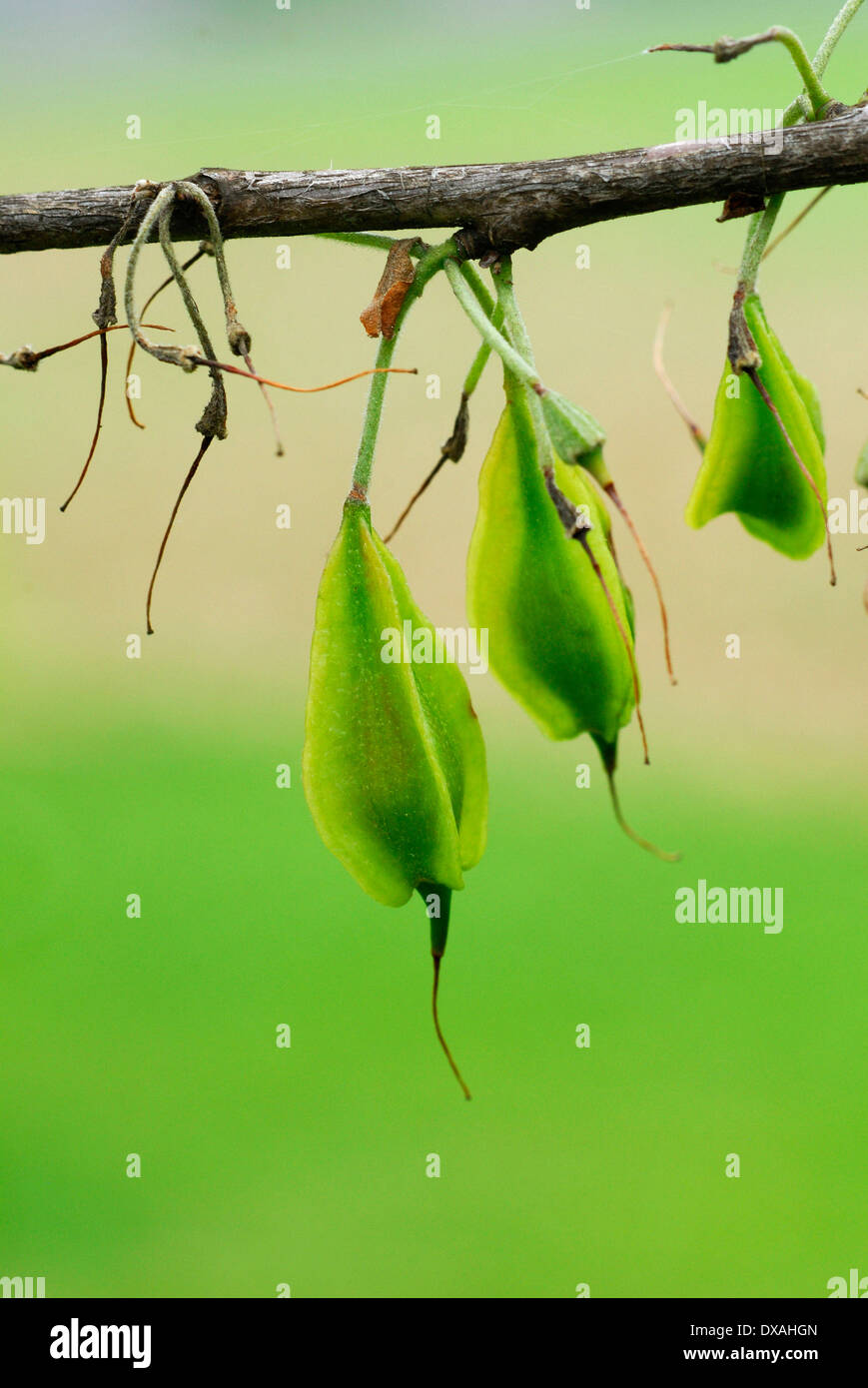 Silverbell High Resolution Stock Photography and Images - Alamy