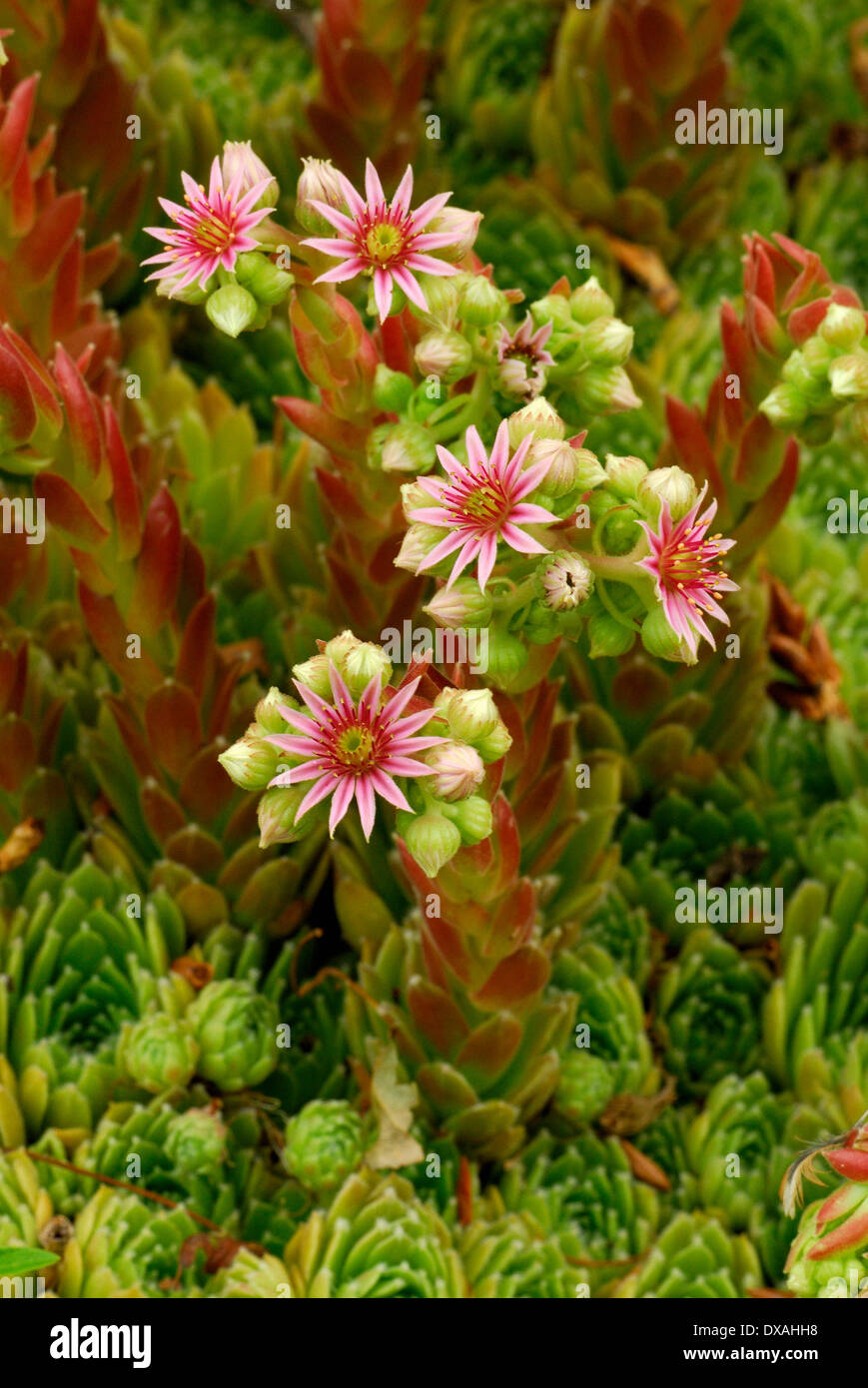 Houseleek hi-res stock photography and images - Alamy