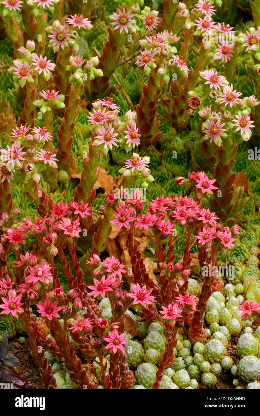 Houseleek hi-res stock photography and images - Alamy