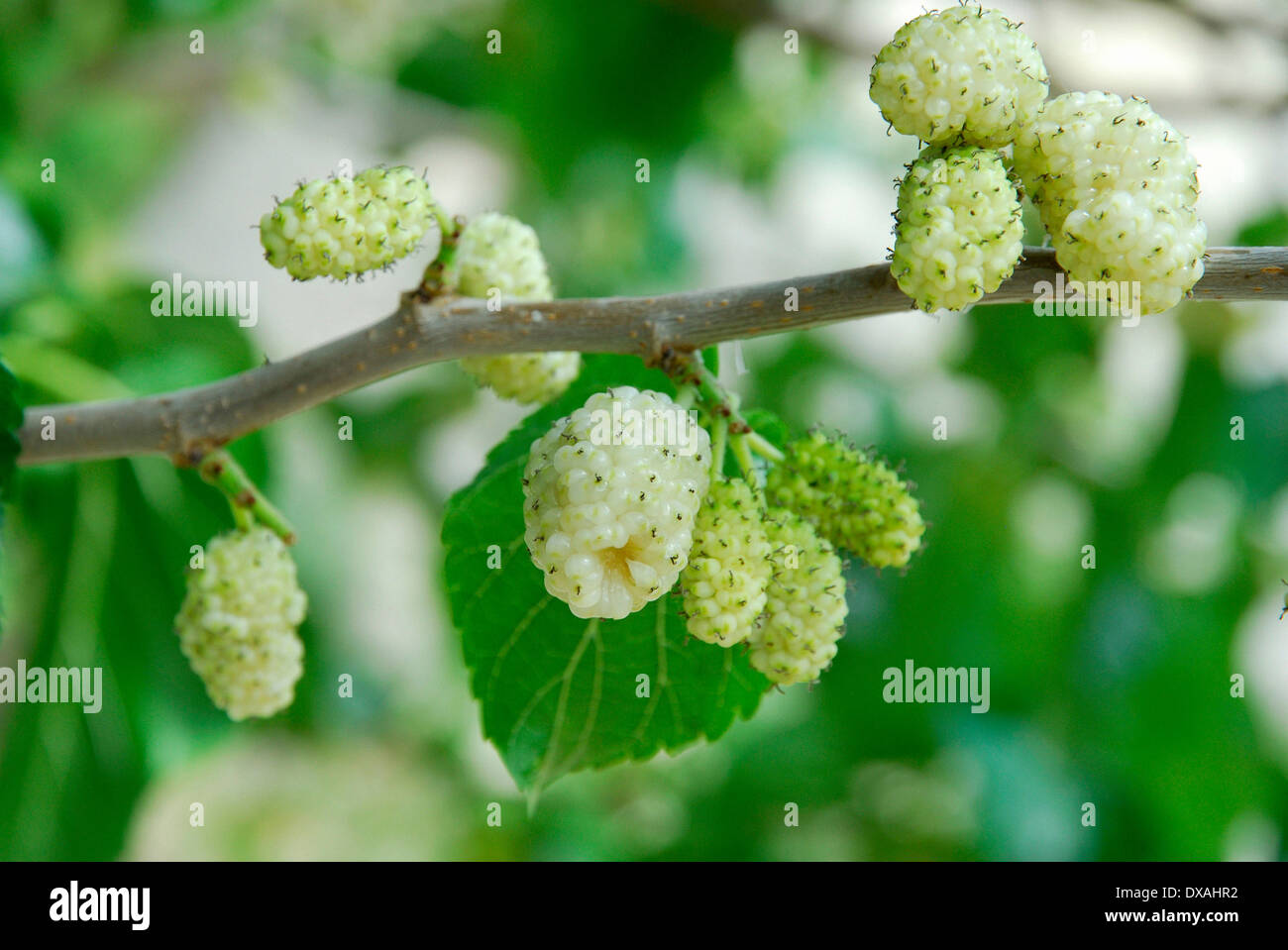 White mulberry tree hi-res stock photography and images - Alamy