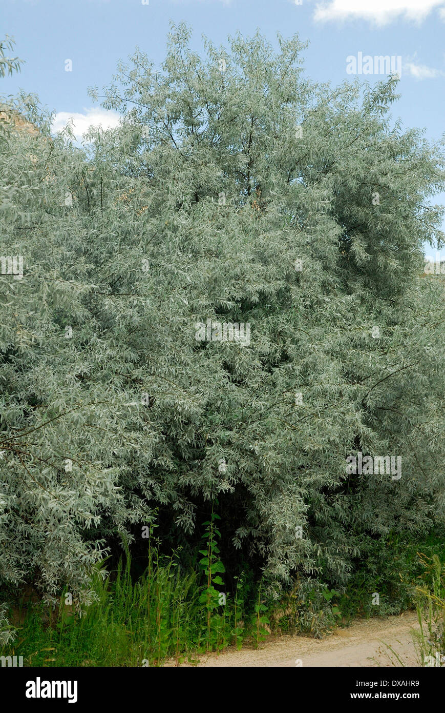 Russian olive tree hi-res stock photography and images - Alamy