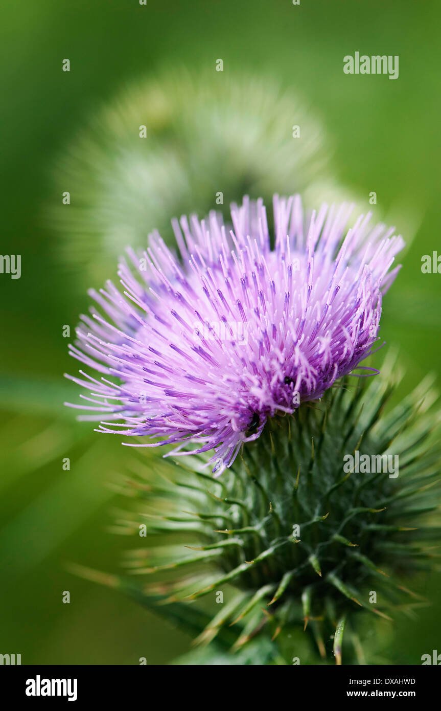 Cotton thistle hi-res stock photography and images - Alamy