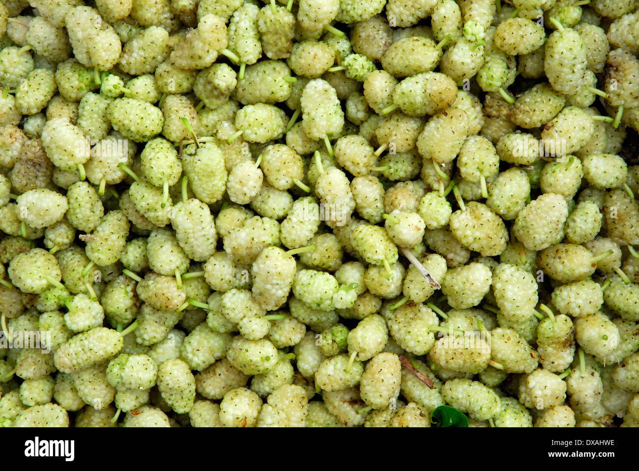 White mulberry hi-res stock photography and images - Alamy