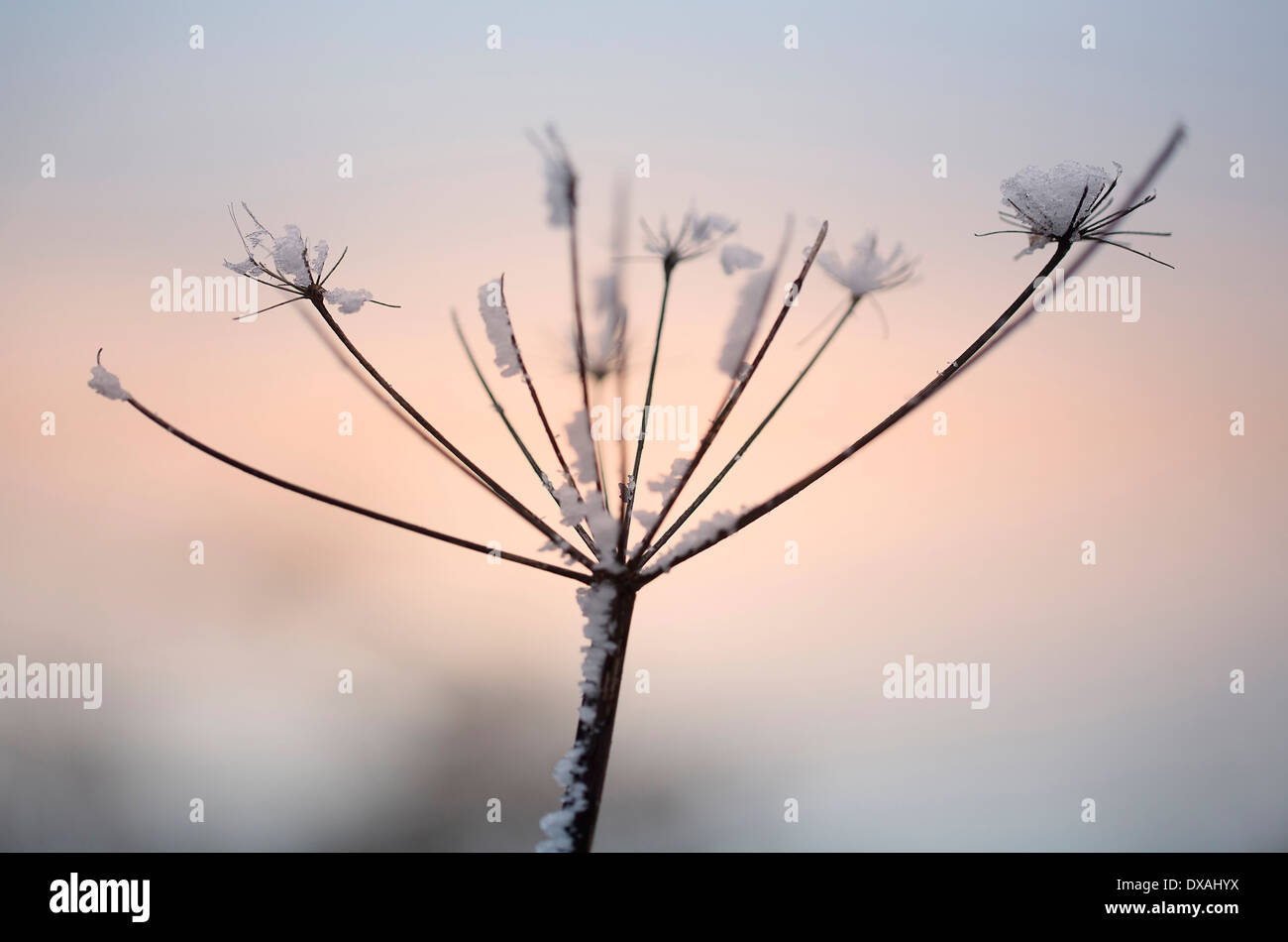 Common Hogweed. Heracleum sphondylium, single ragged stem covered with ...