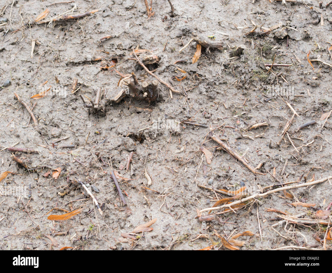 Ground root system in wet dirt with tiny bud breaking through the ...