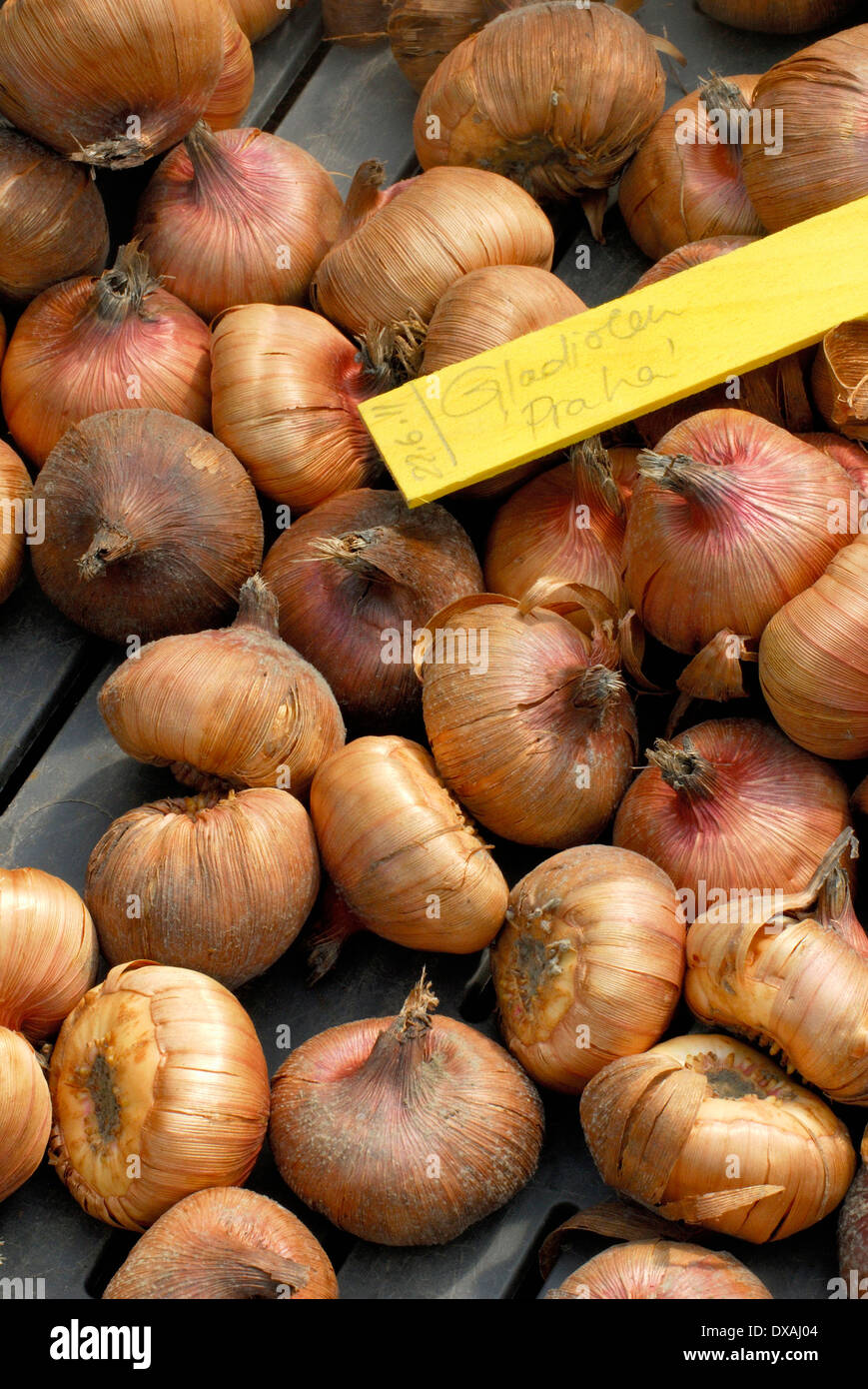 Flower bulbs hi-res stock photography and images - Alamy
