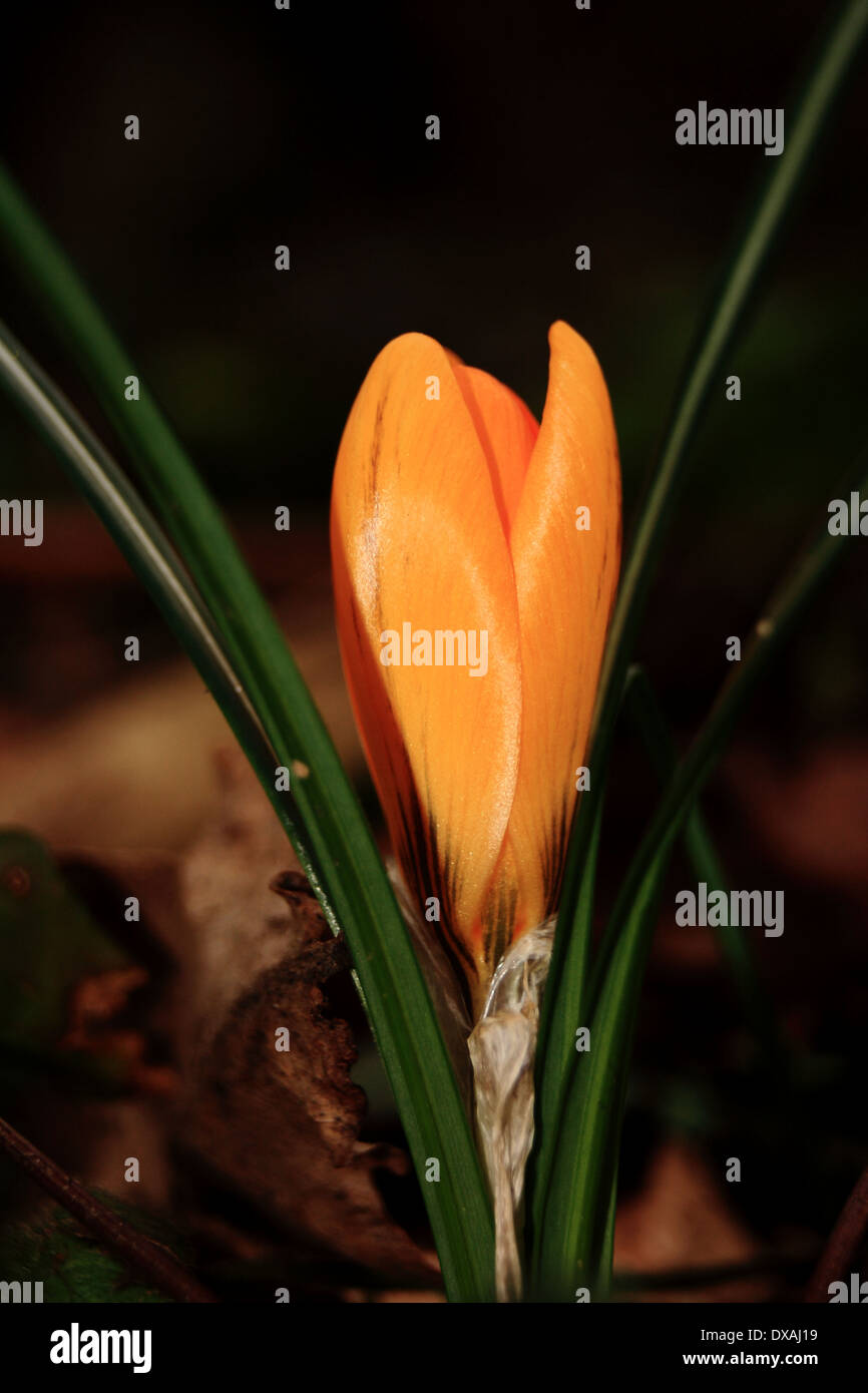 Orange monarch crocus hi-res stock photography and images - Alamy