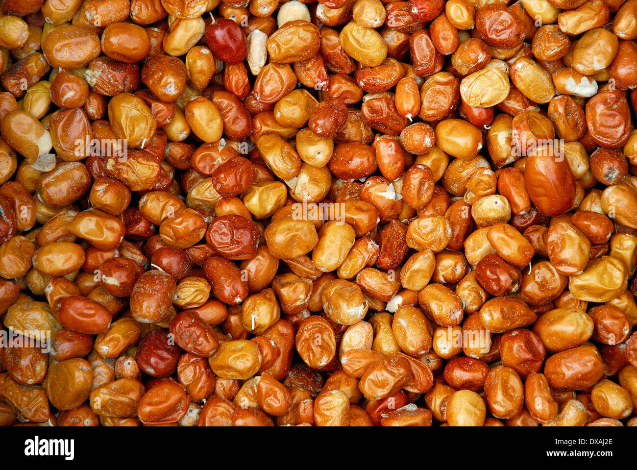 Russian olive tree hi-res stock photography and images - Alamy