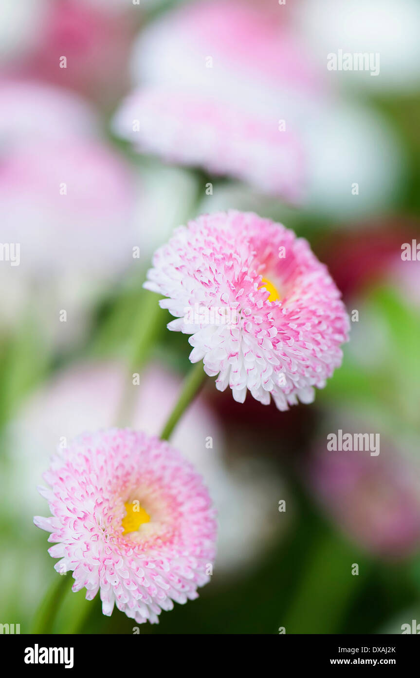 Daisy , Double, Bellis perennis Tasso series Stock Photo - Alamy