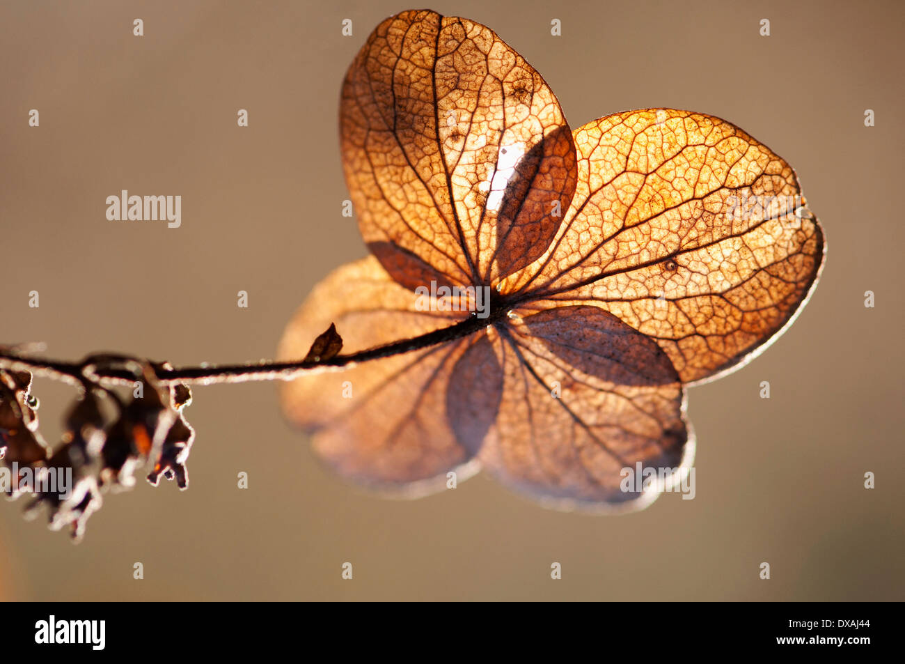 Hydrangea, backlit view of brown coloured leaves Stock Photo - Alamy
