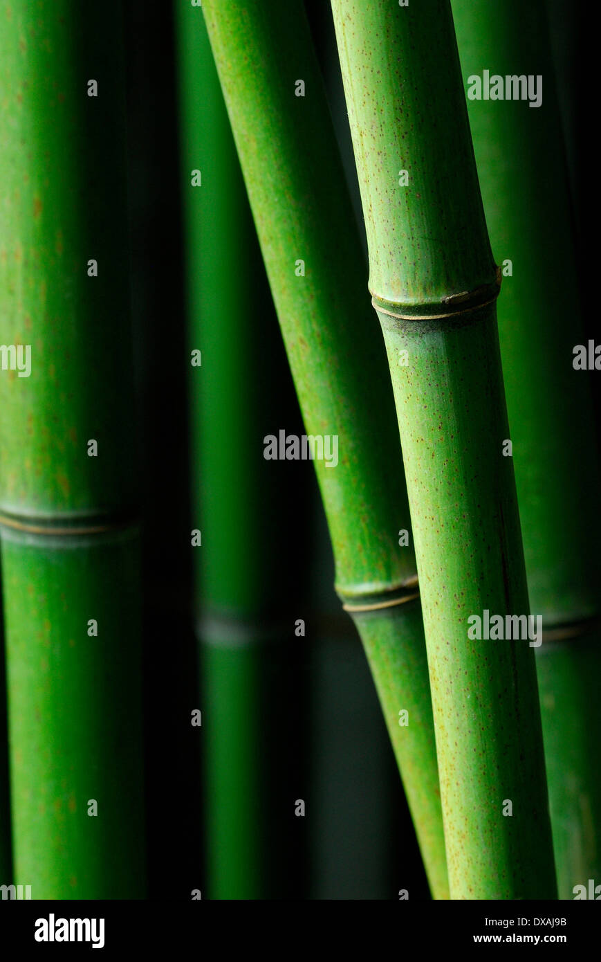 Bamboo blade hi-res stock photography and images - Alamy