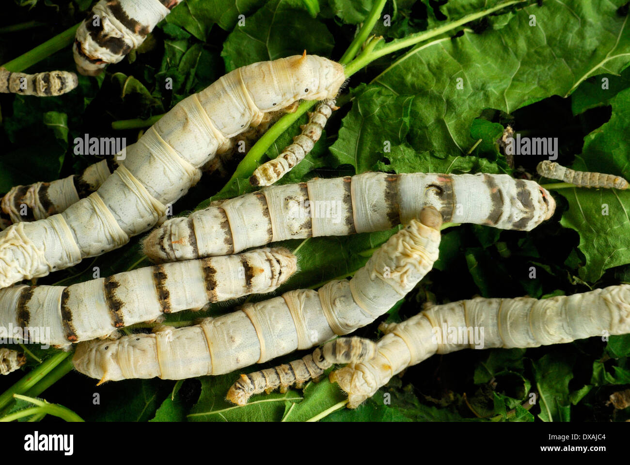 Silkworm moth hi-res stock photography and images - Alamy