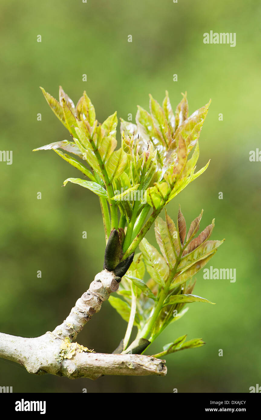Ash , European ash, Fraxinus excelsior, new growth Stock Photo - Alamy