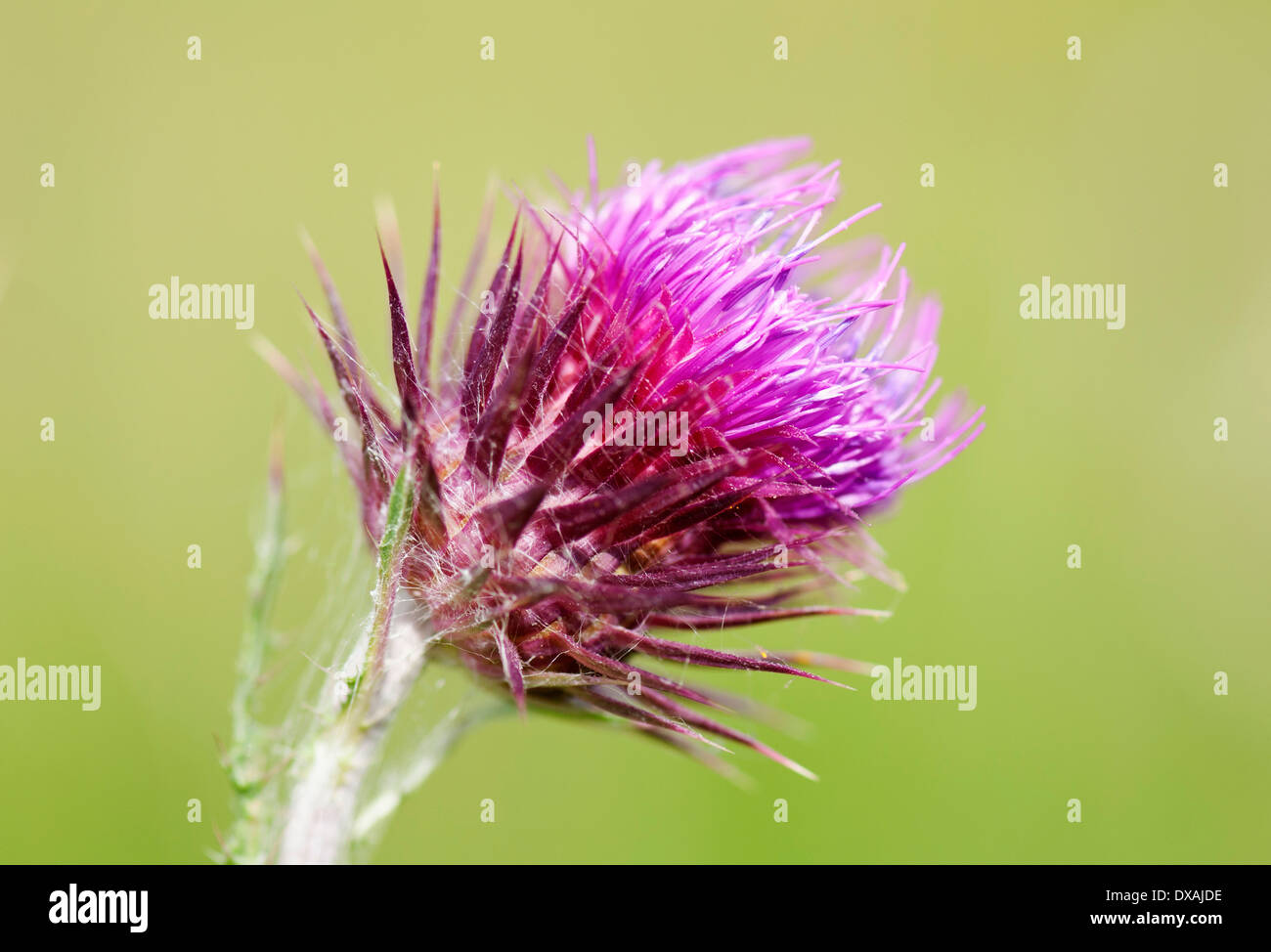 1 carduus nutans hi-res stock photography and images - Alamy
