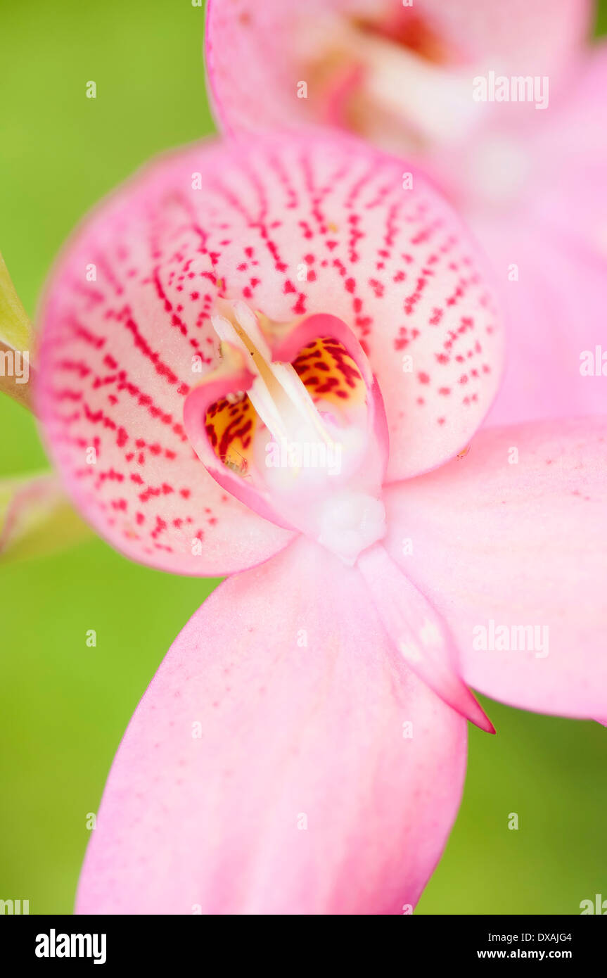 Disa flower hi-res stock photography and images - Alamy