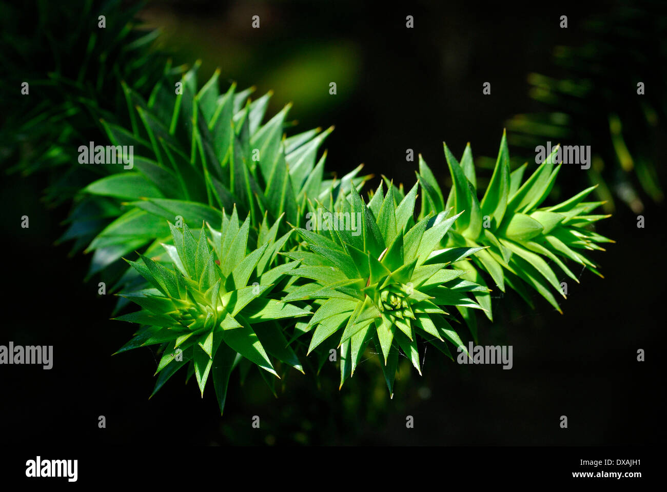 Araucaria hi-res stock photography and images - Alamy