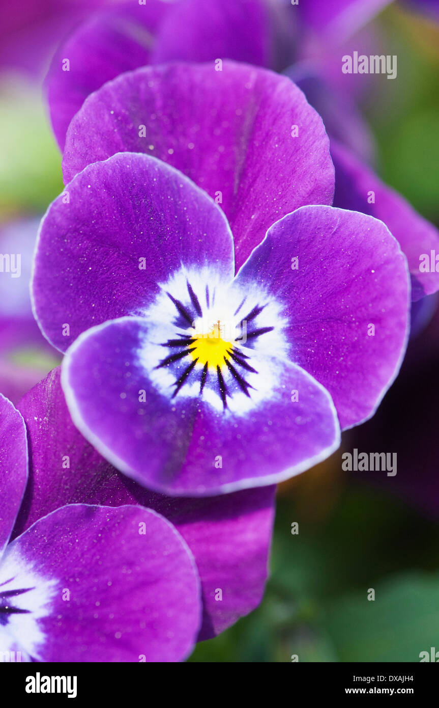 Viola, close up of the purple coloured flowers Stock Photo - Alamy