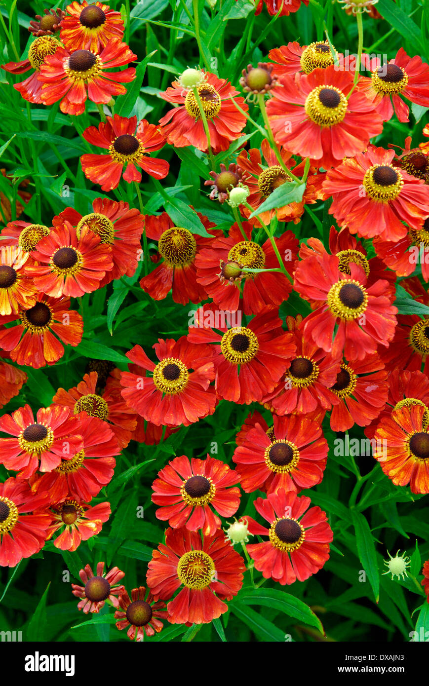 Helenium plants hi-res stock photography and images - Alamy
