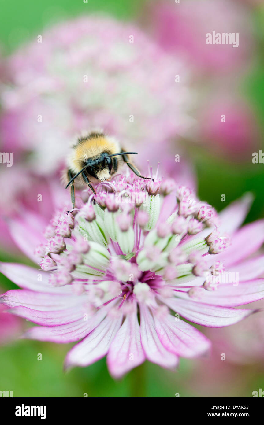 Astrantia major flower hi-res stock photography and images - Alamy