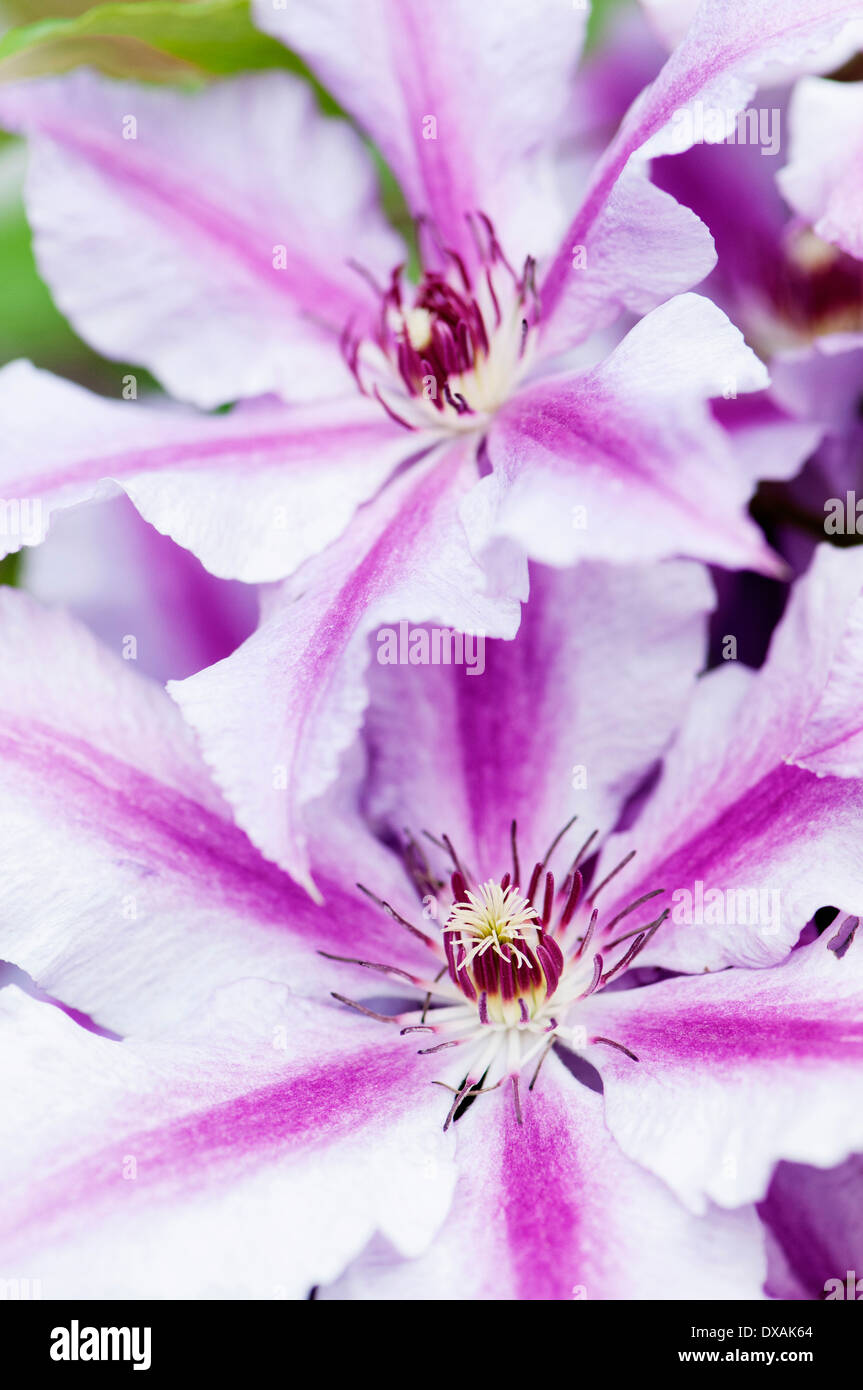 Clematis 'Ooh la la', 2 overlapping flowers Stock Photo - Alamy