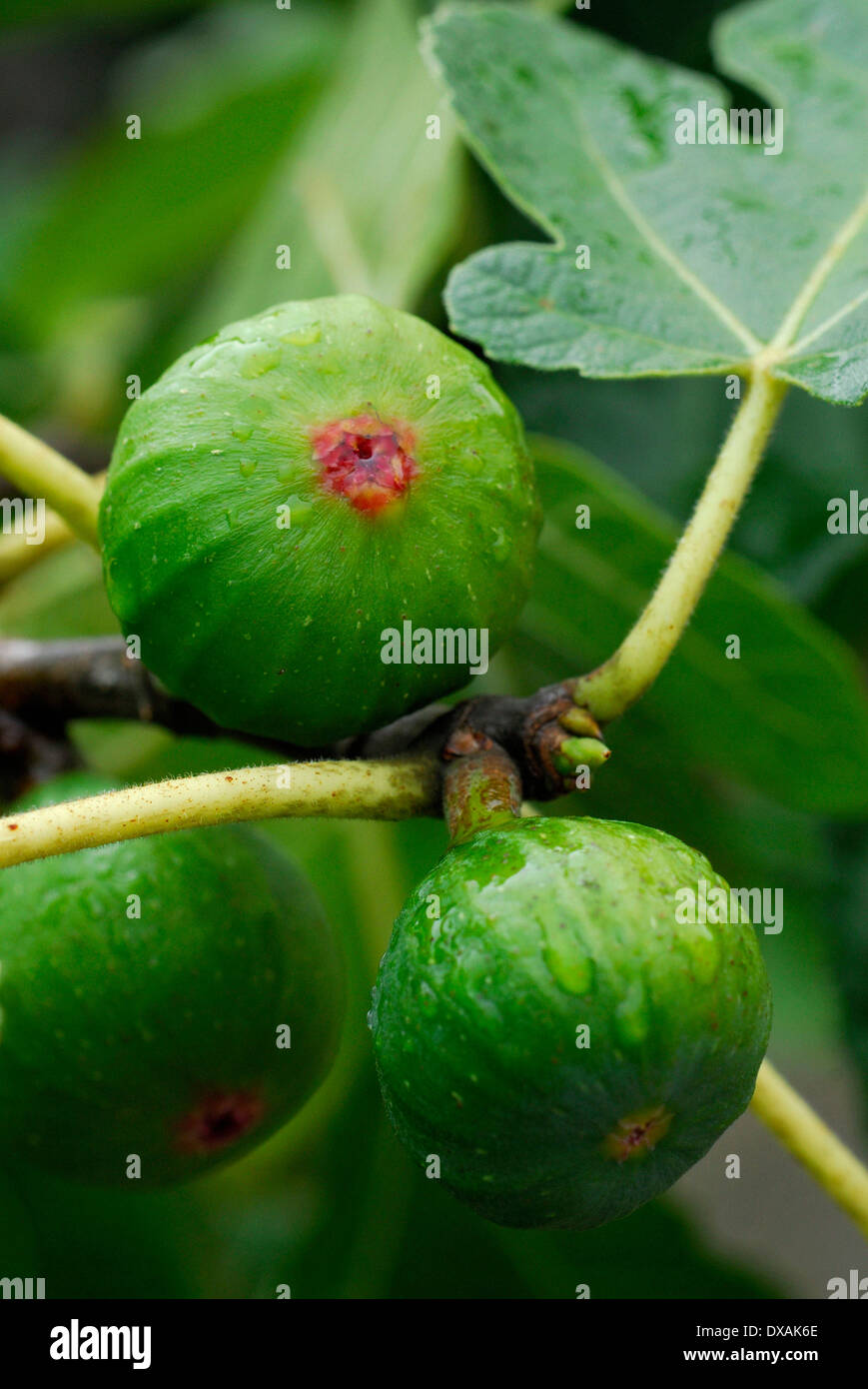 Fig plant hi-res stock photography and images - Alamy