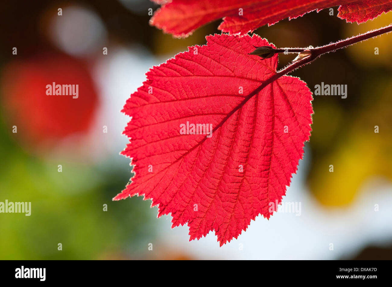 Hazel, Purple leaved filbert, Corylus maxima 'Purpurea', backlit leaf ...