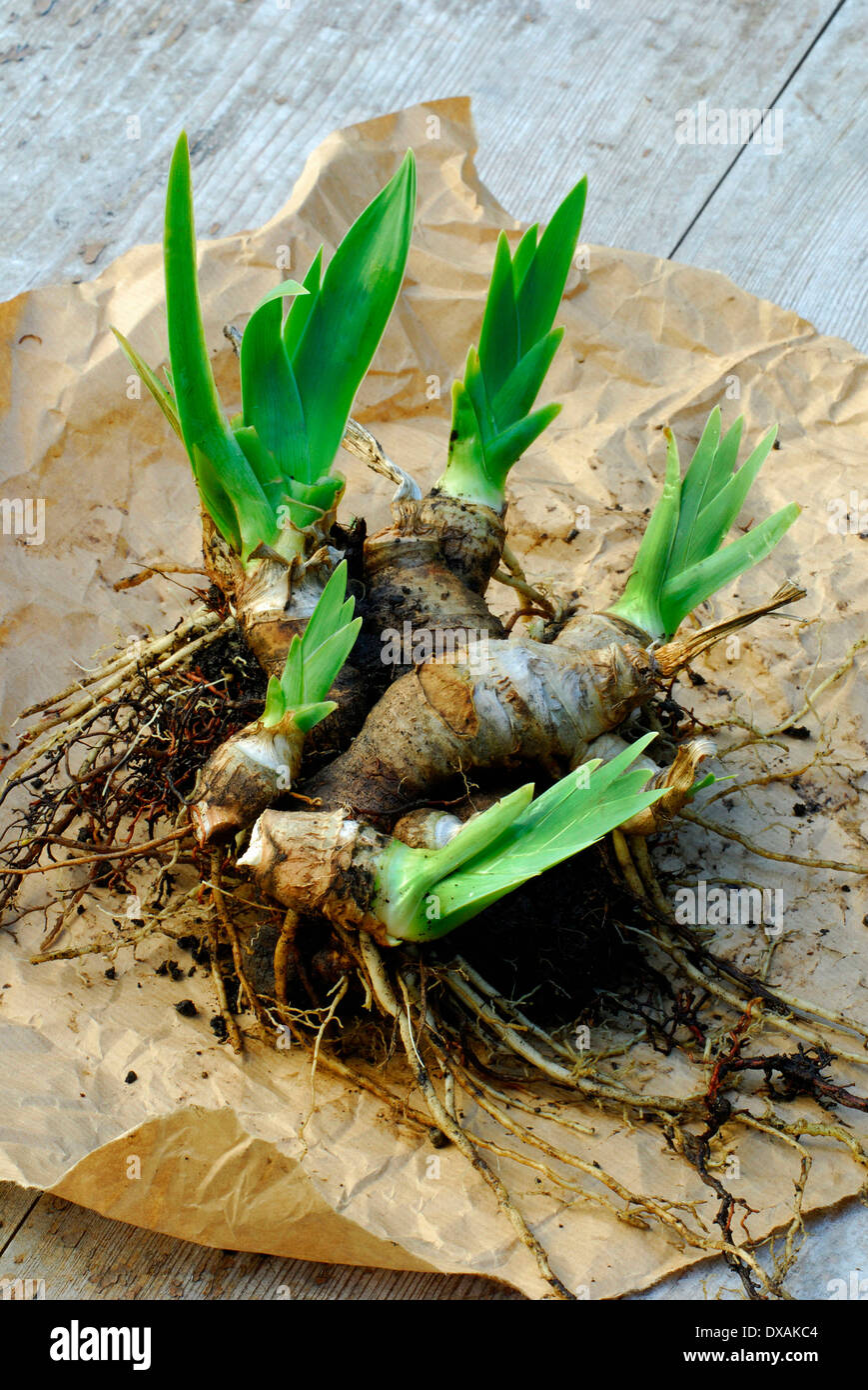 Iris rhizome hi-res stock photography and images - Alamy