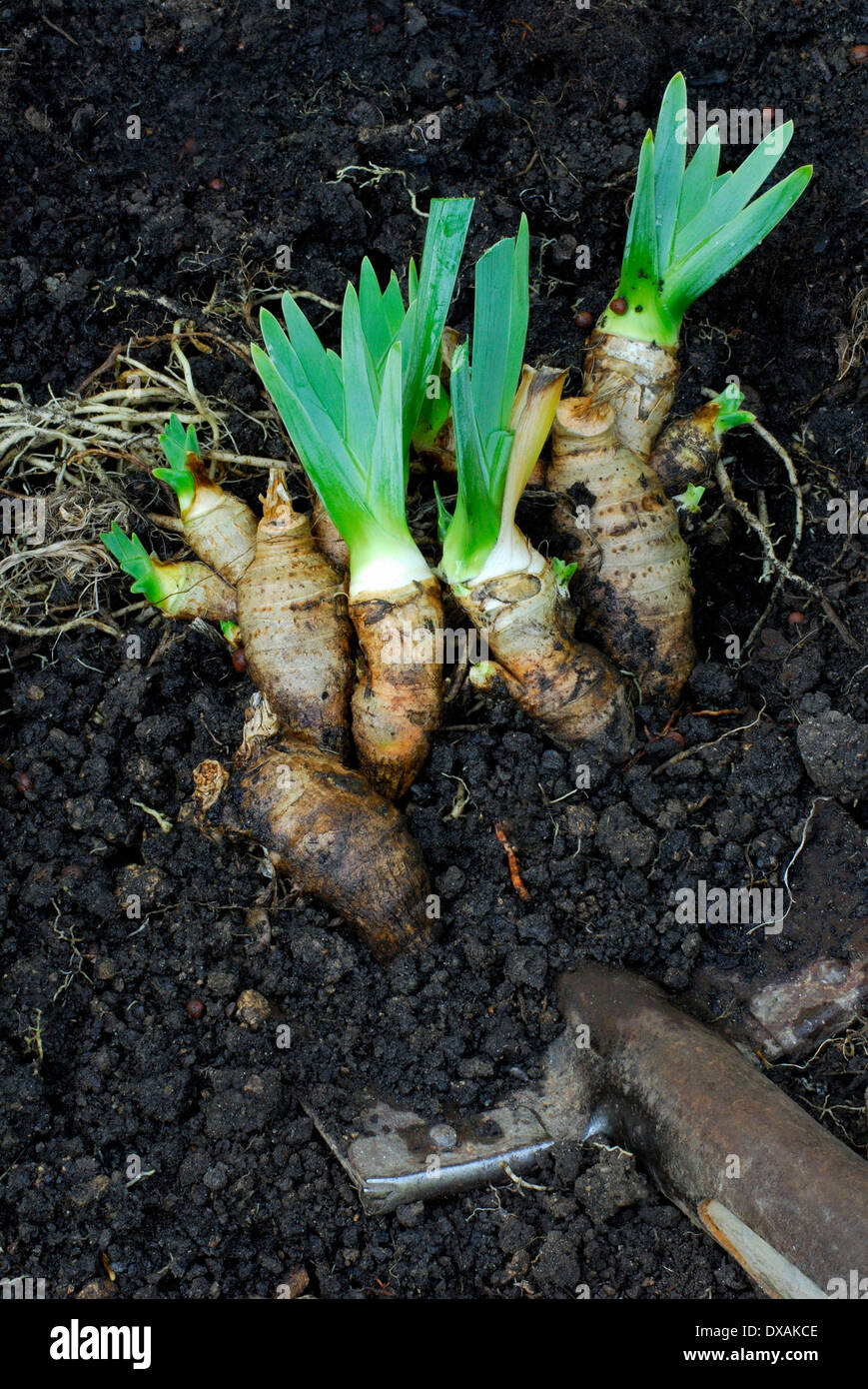 Iris rhizome hi-res stock photography and images - Alamy