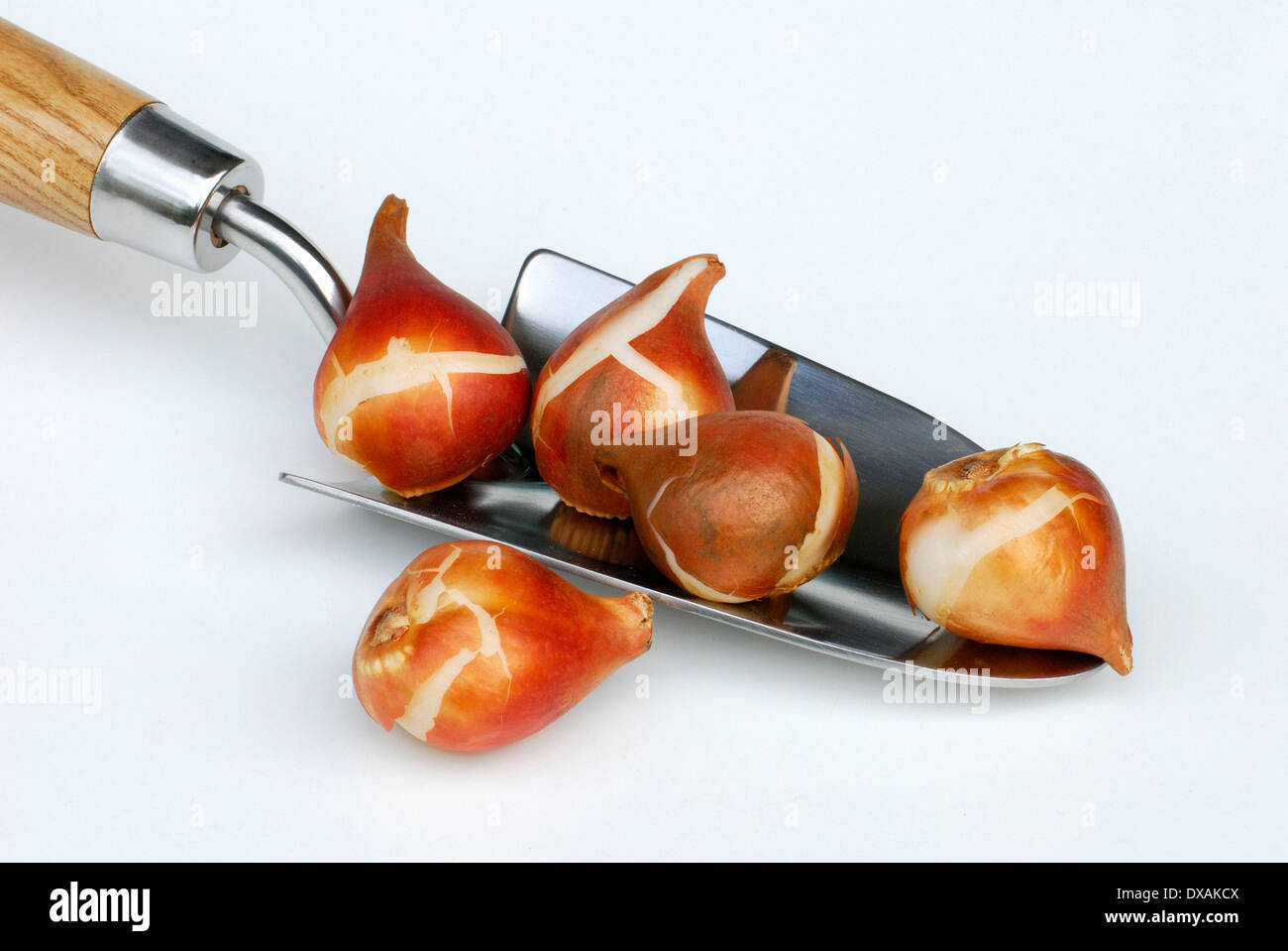 Tulip bulbs hi-res stock photography and images - Alamy