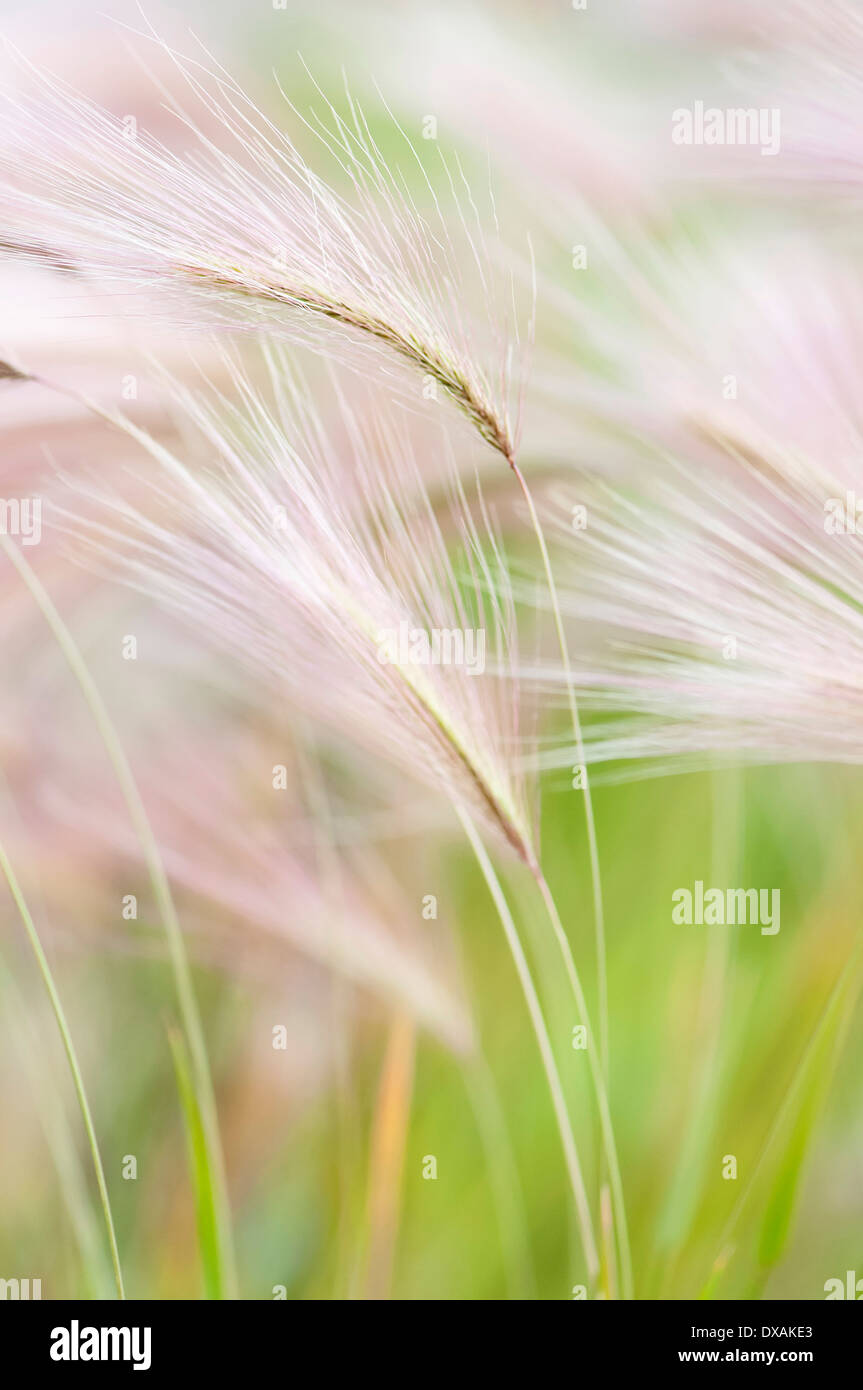 Hordeum jubatum foxtail barley squirrel hi-res stock photography and ...