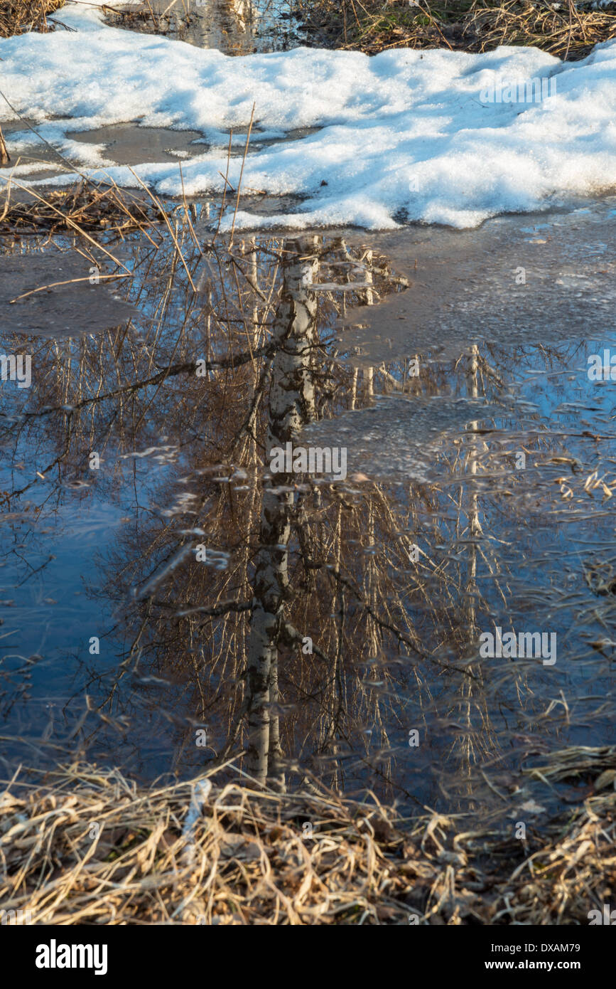 Pondlet hi-res stock photography and images - Alamy