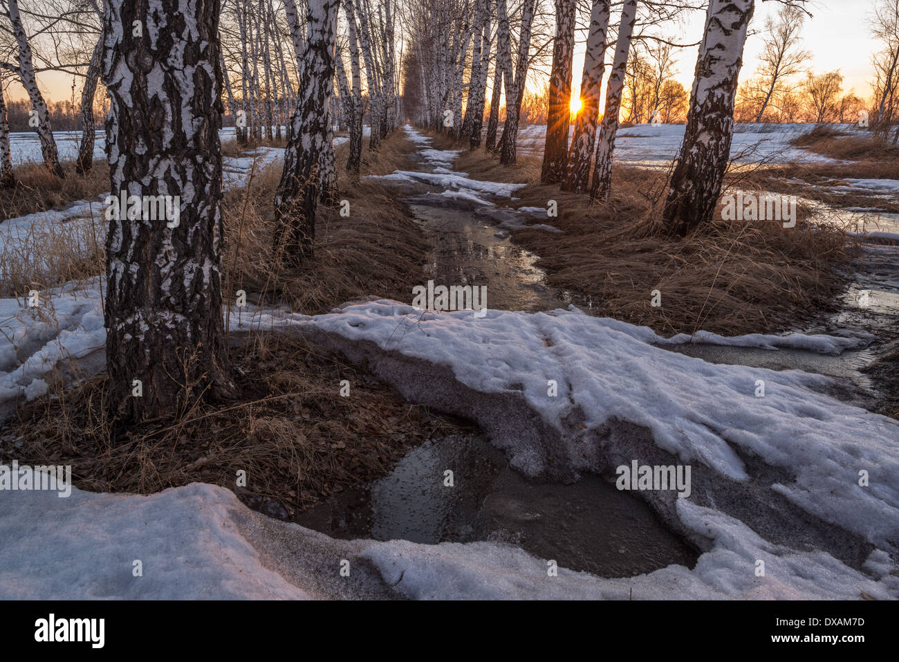 Landscape spring grove trees hi-res stock photography and images - Alamy