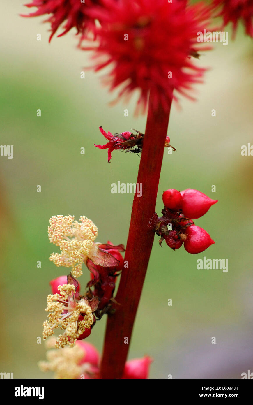 Ricinus hi-res stock photography and images - Alamy