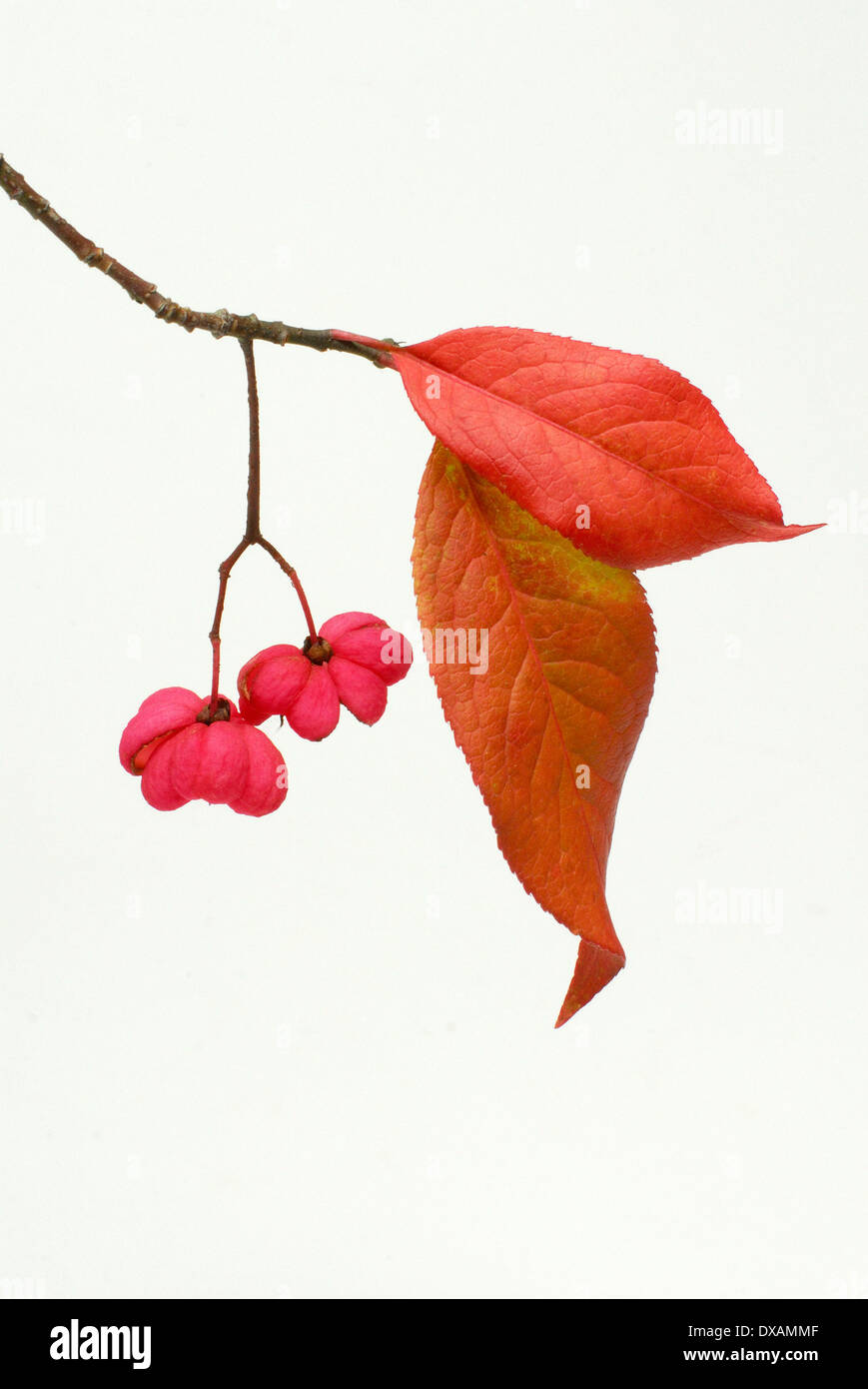 Spindle tree hi-res stock photography and images - Alamy