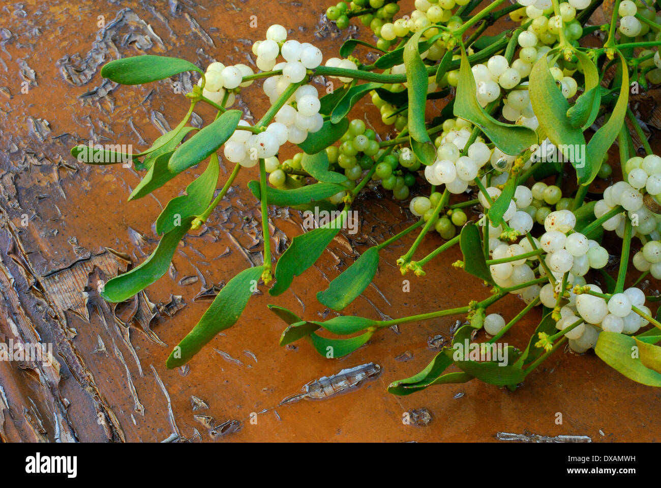 Loranthaceae Mistletoe Plants High Resolution Stock Photography and ...