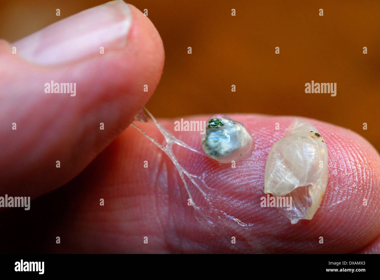 Mistletoe hi-res stock photography and images - Alamy