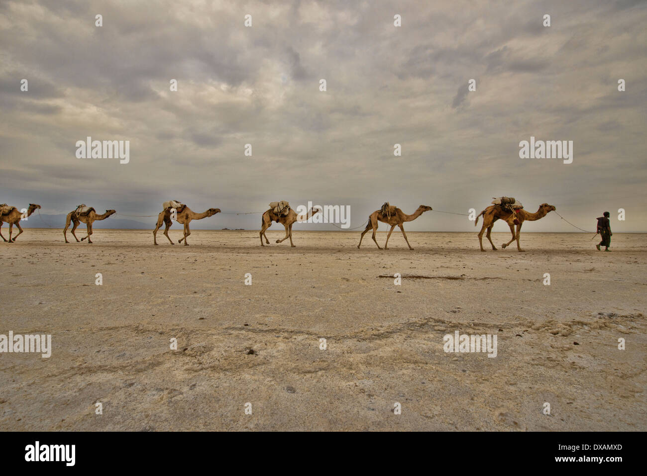 Camels carry load desert hi-res stock photography and images - Alamy
