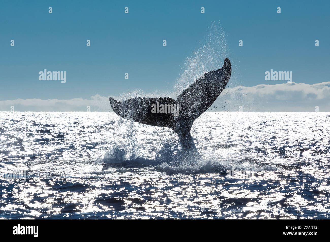 Whale spraying water hi-res stock photography and images - Alamy