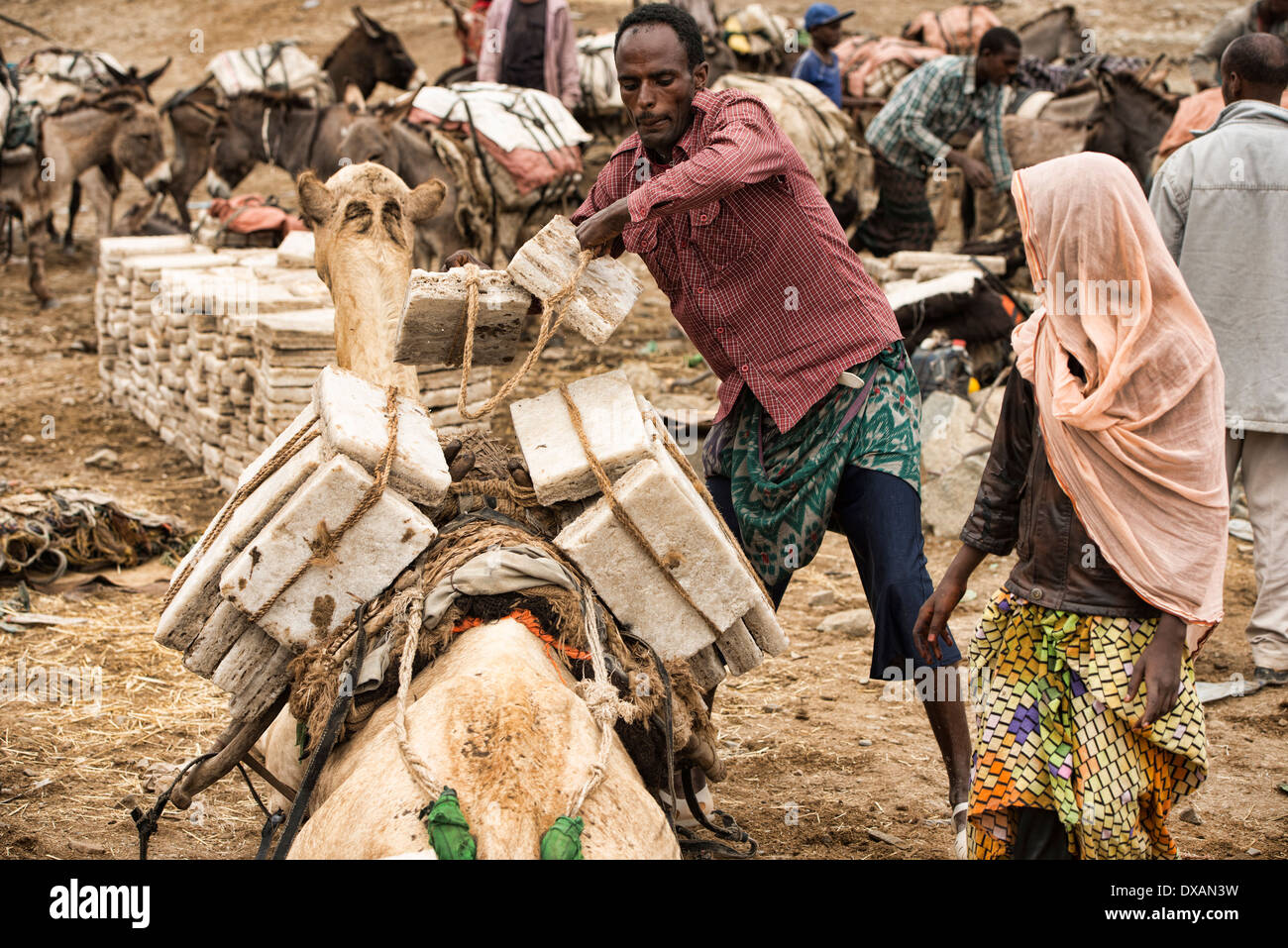 Afar people loading salt on the camel caravans in the Danakil ...