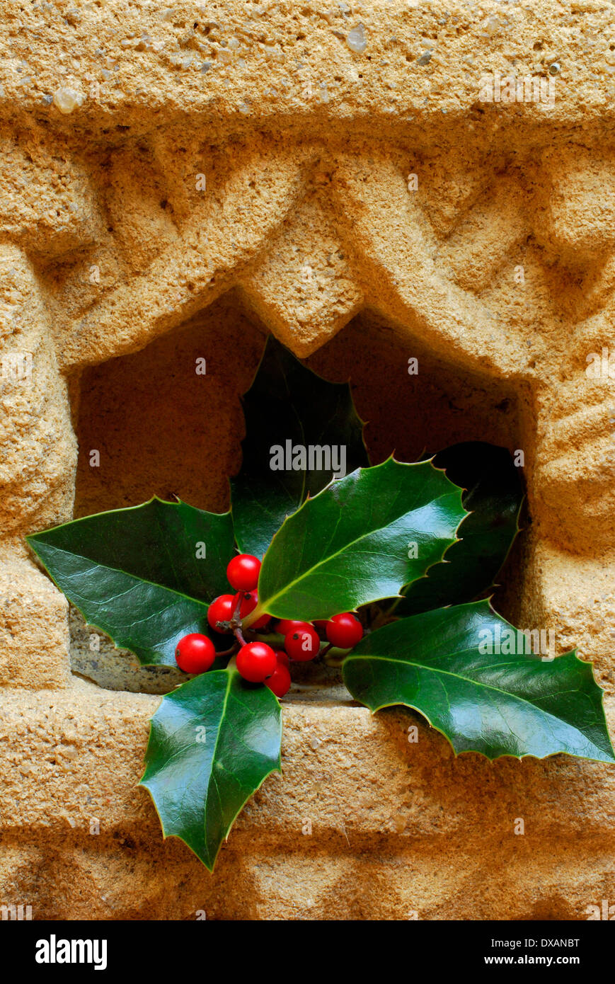 Holly leaves vertical hi-res stock photography and images - Alamy