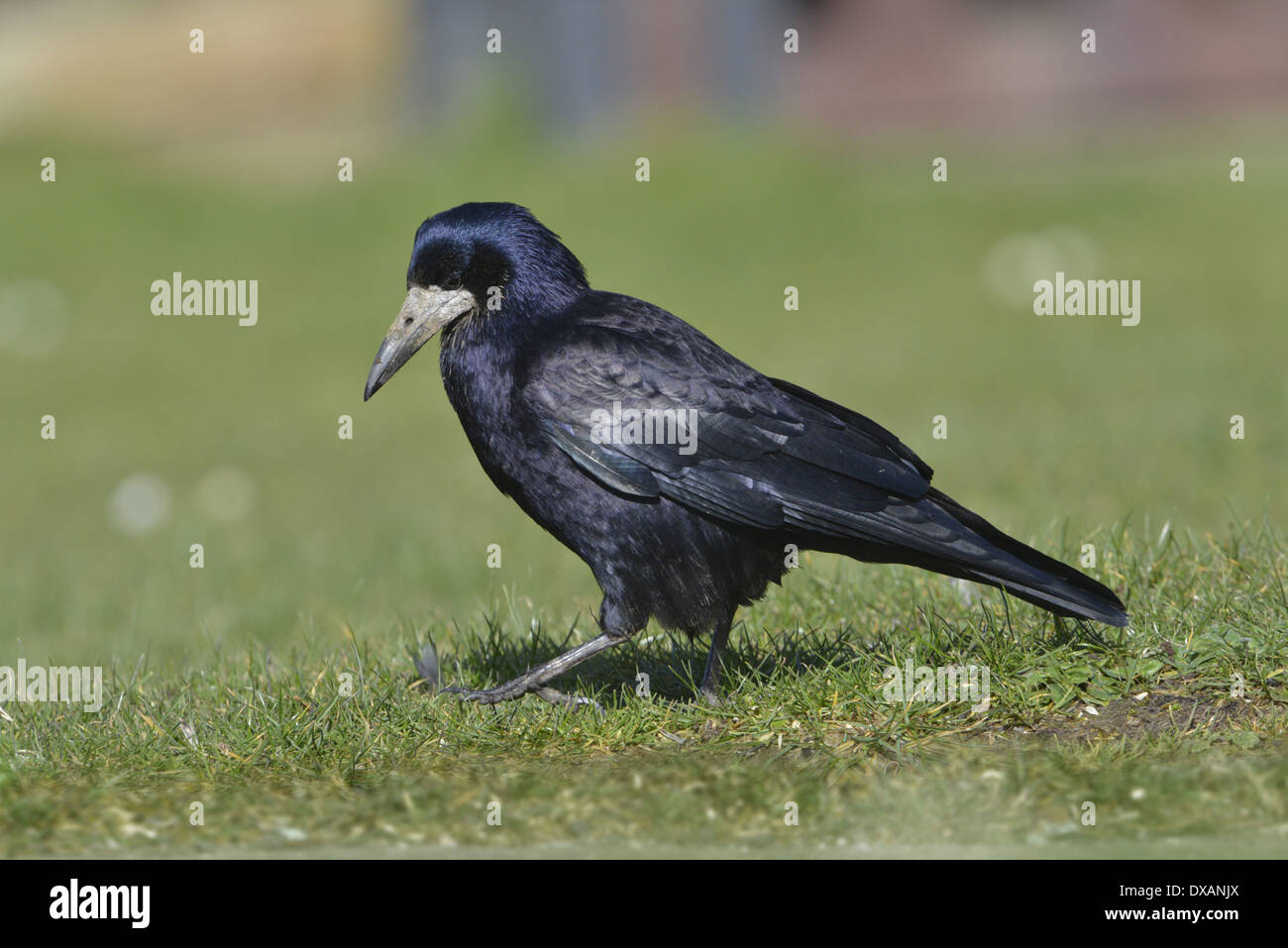 Closeup of rook hi-res stock photography and images - Alamy