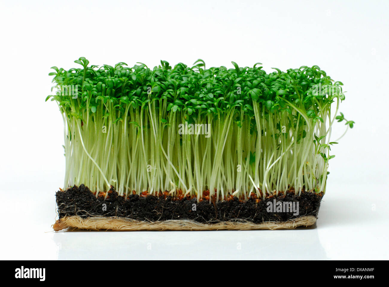 Curly Cress High Resolution Stock Photography and Images - Alamy