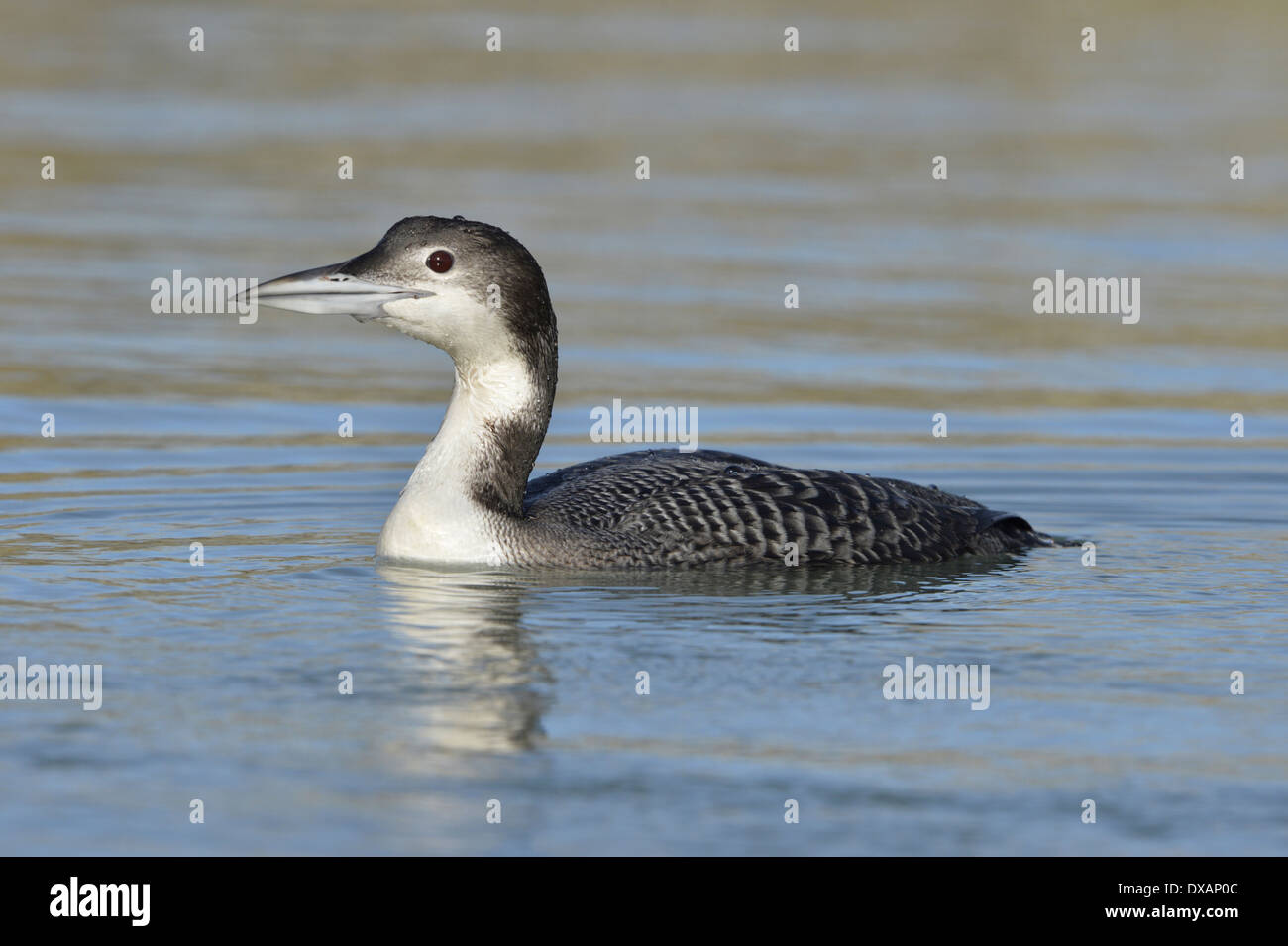 Great Northern Diver Gavia immer Stock Photo - Alamy