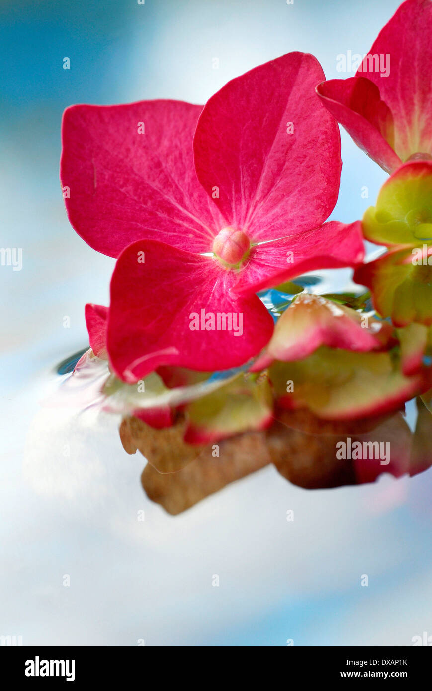 Hydrangea still life hi-res stock photography and images - Alamy