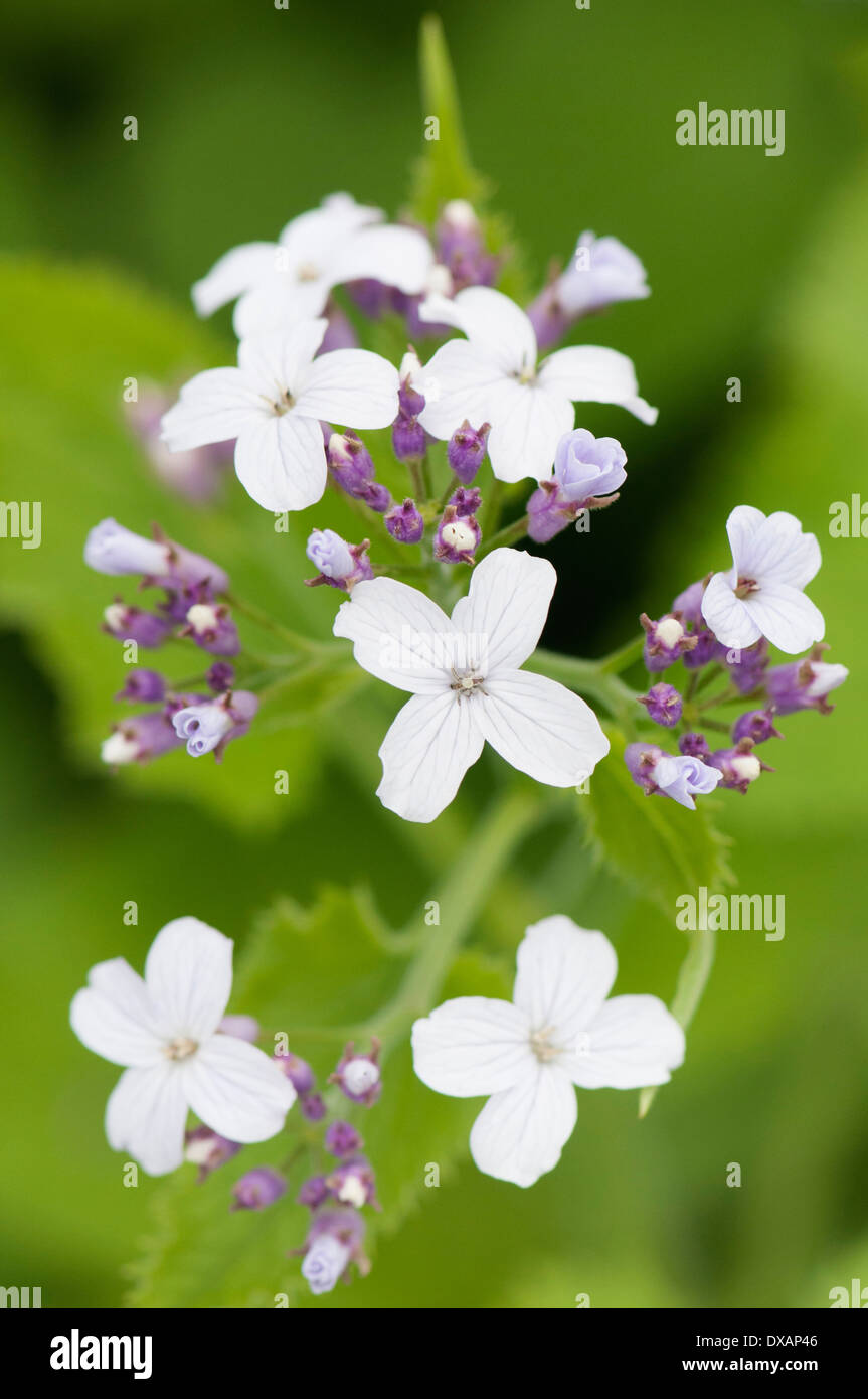 Cluster of small flowers hi-res stock photography and images - Alamy
