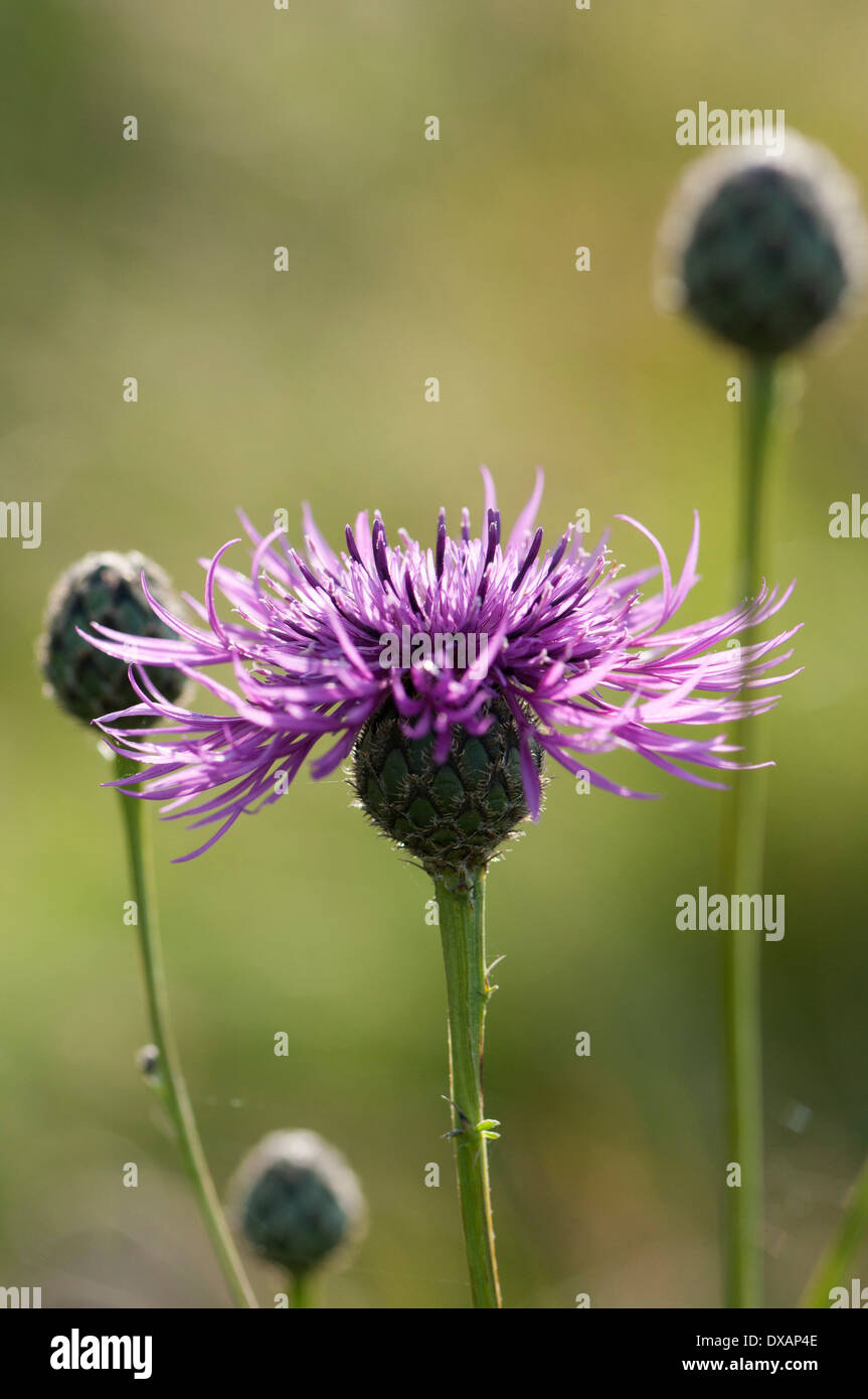 Knapweed, Black knapweed, Centaurea nigra Stock Photo - Alamy