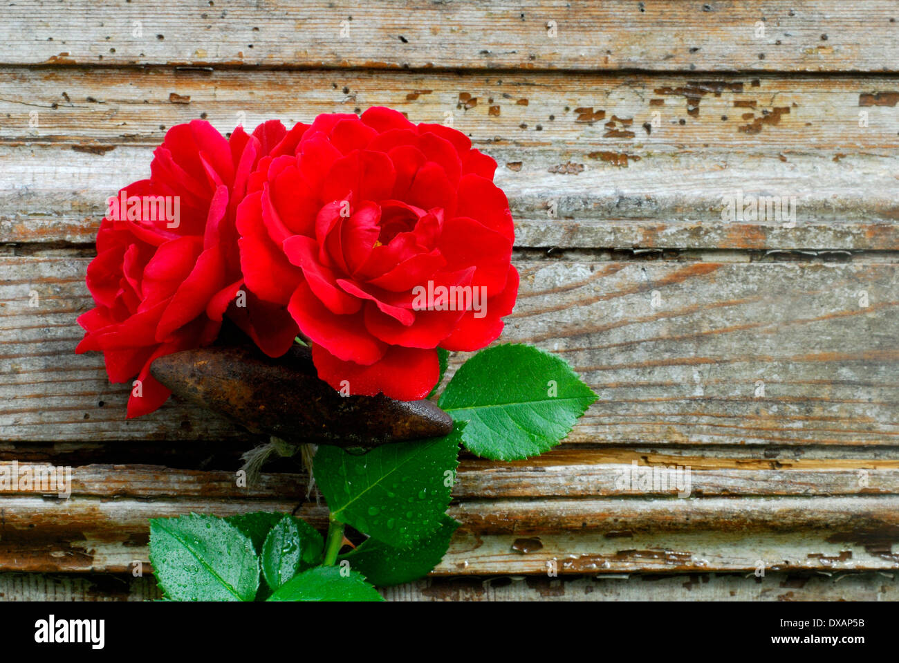 Climbing rose sympathie hi-res stock photography and images - Alamy
